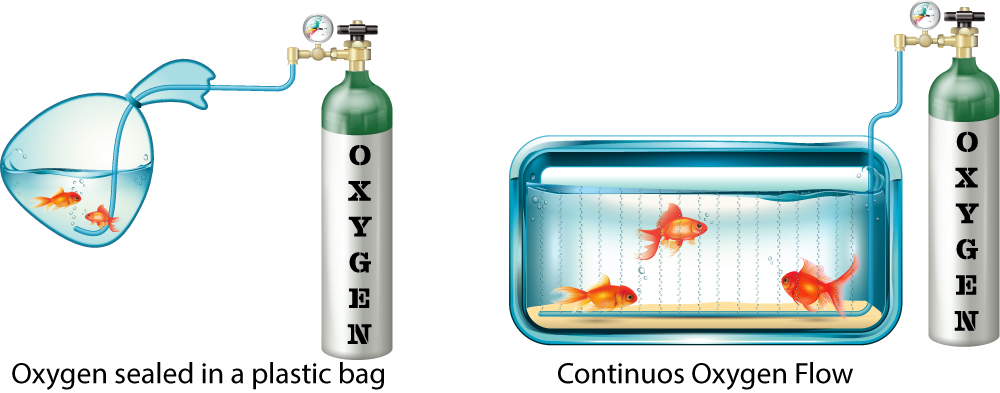 Plastic Fish Bags - Tropical Fish Bags